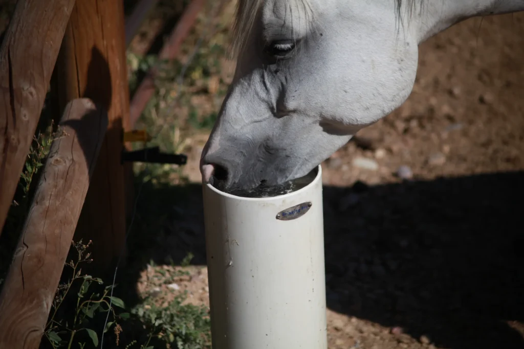 Frost-Free Non-Electric Automatic Waterer | Drinking Post