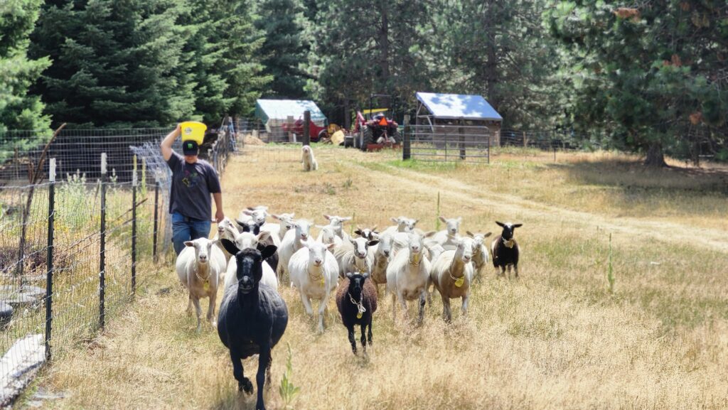 Drinking Post Waterers: How They Saved Livestock During a Wildfire ...