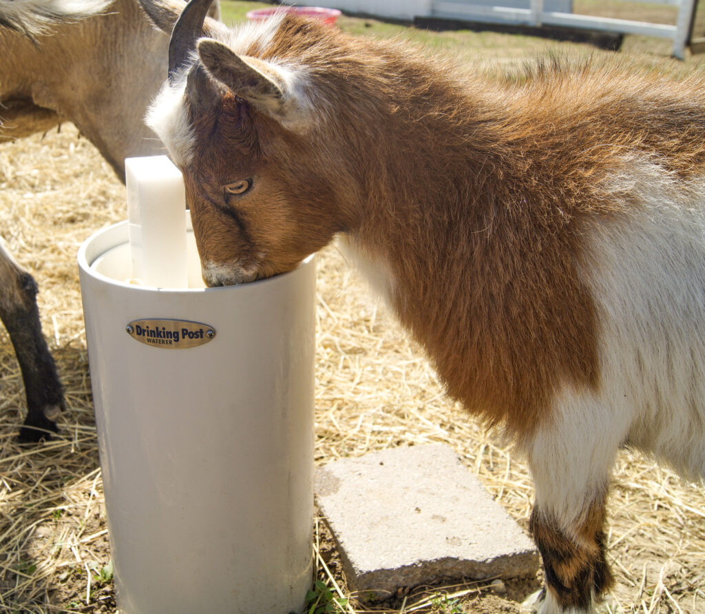 Get the Best Automatic Goat Waterer for Farms