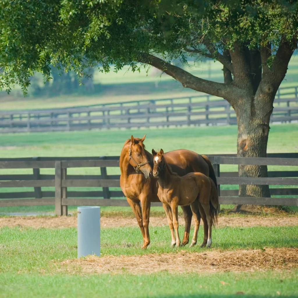 Automatic Horse Waterer | Frost-Free | Drinking Post