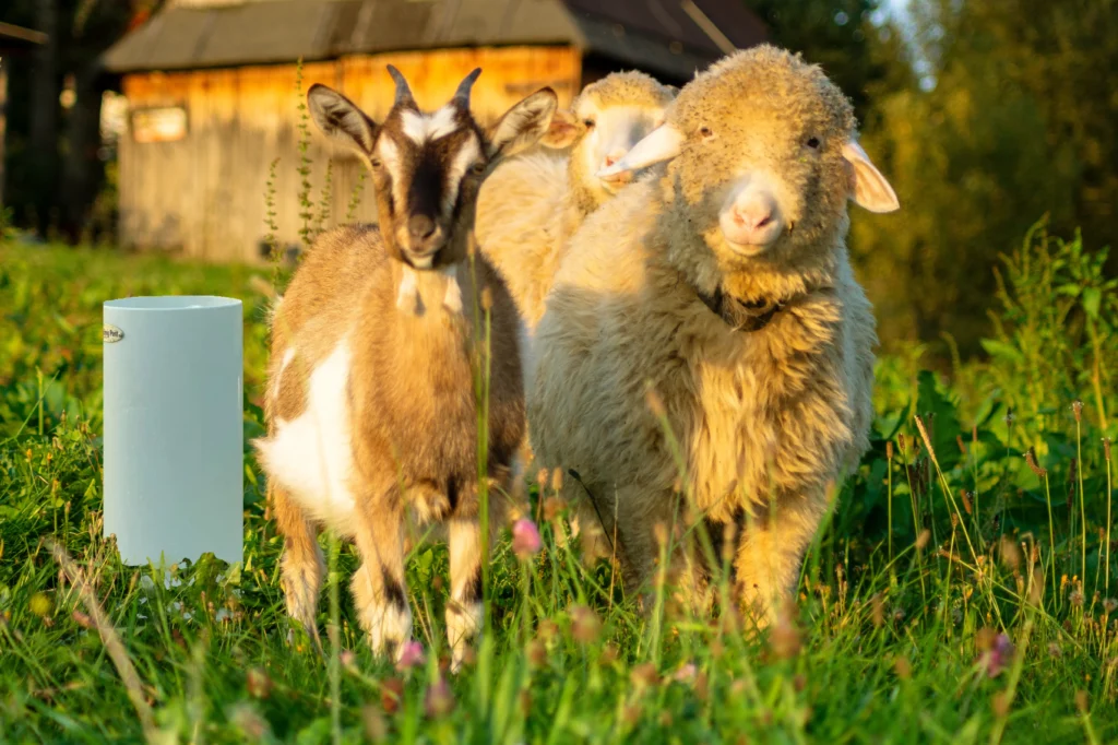 5 Benefits of an Automatic Goat Waterer: Frost-Free & Hassle-Free Solution